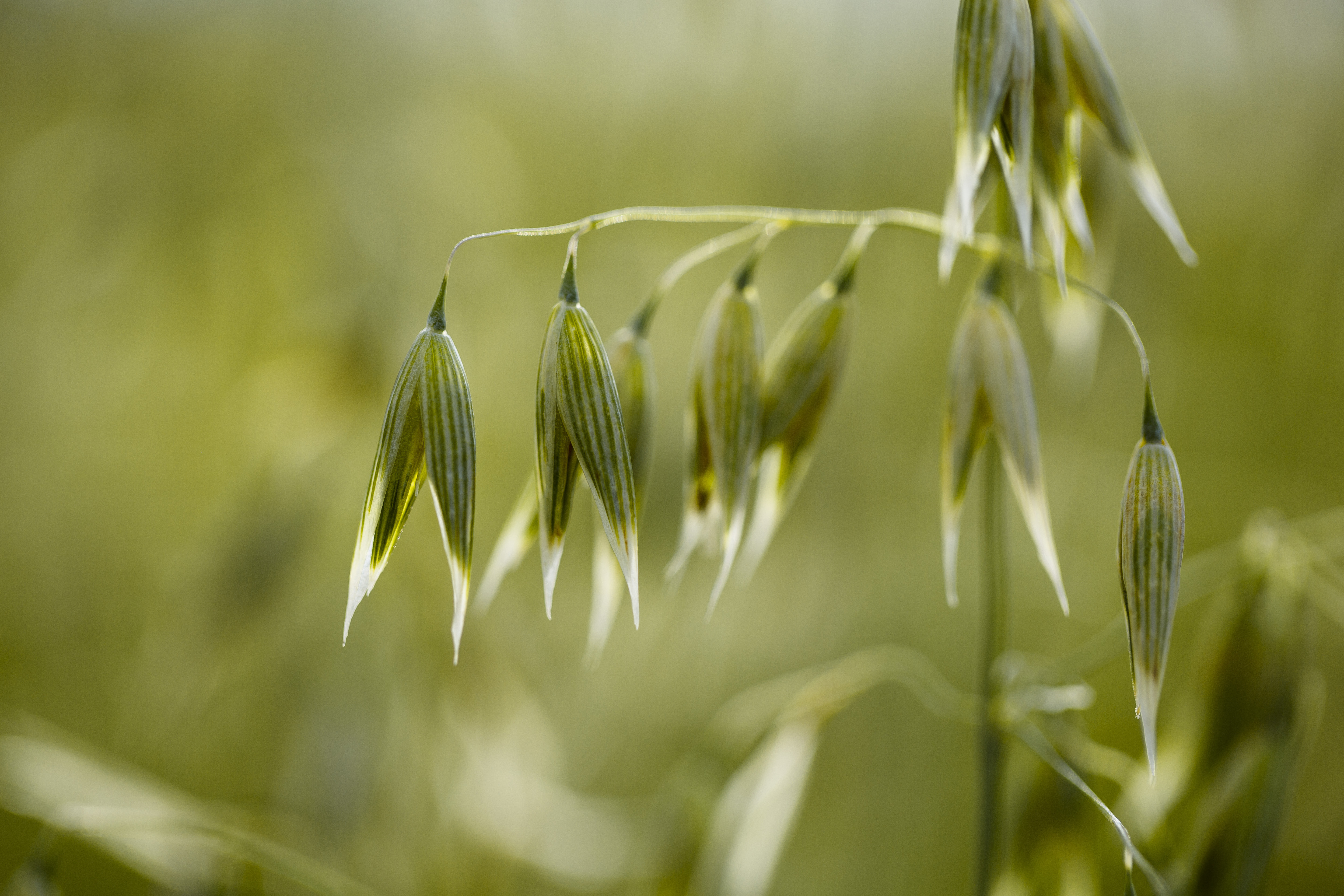 L’avoine, un remède reconverti en aliment - Réponses Bio