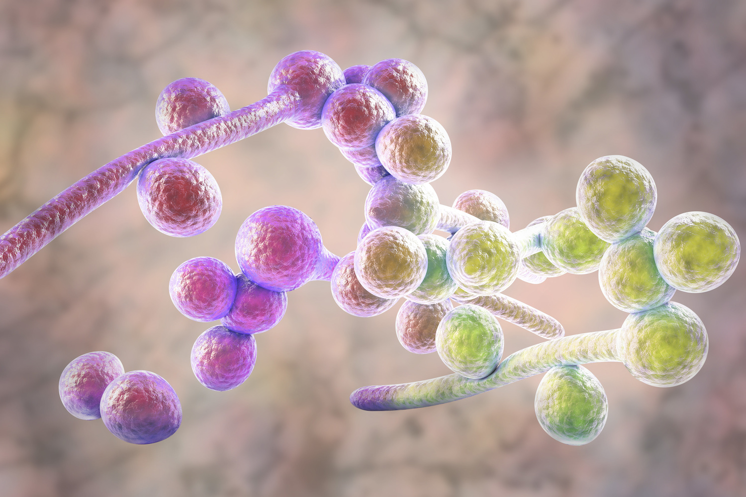 Du Candida à la candidose, mise à jour d’une maladie de civilisation