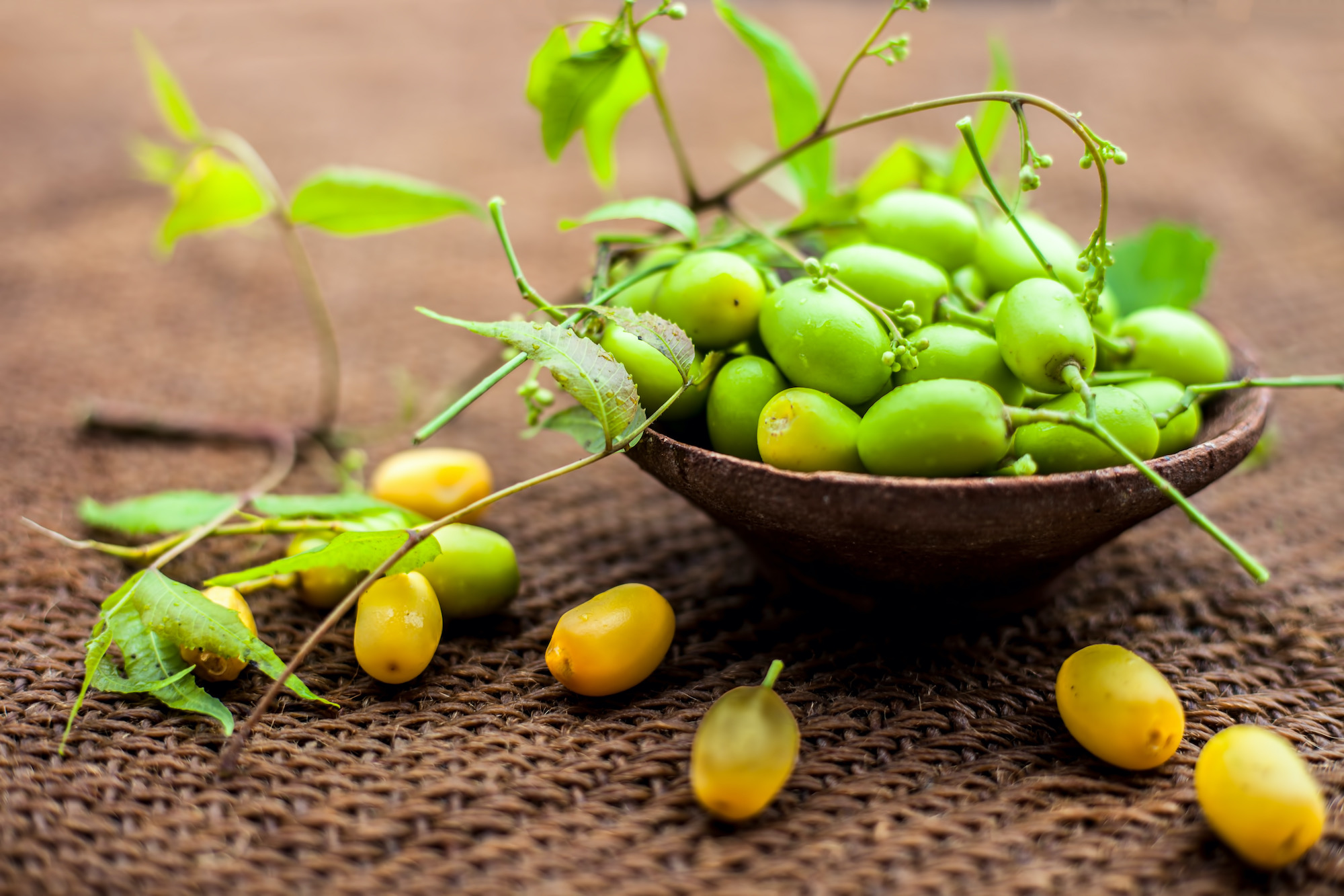 L’huile de Neem, la plus polyvalente des huiles cosmétiques - Réponses Bio